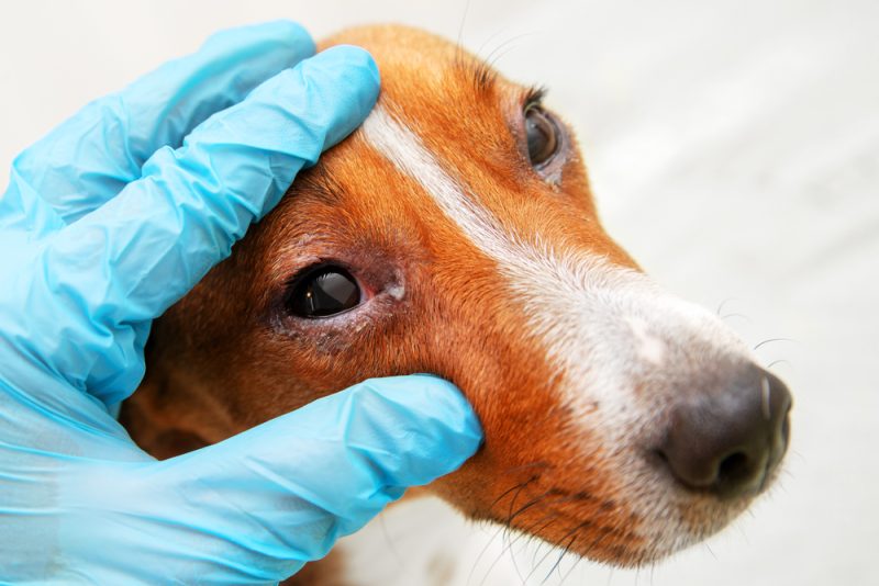 The Dreaded Red Eye: 5 Serious Causes in Dogs - Envision More ...