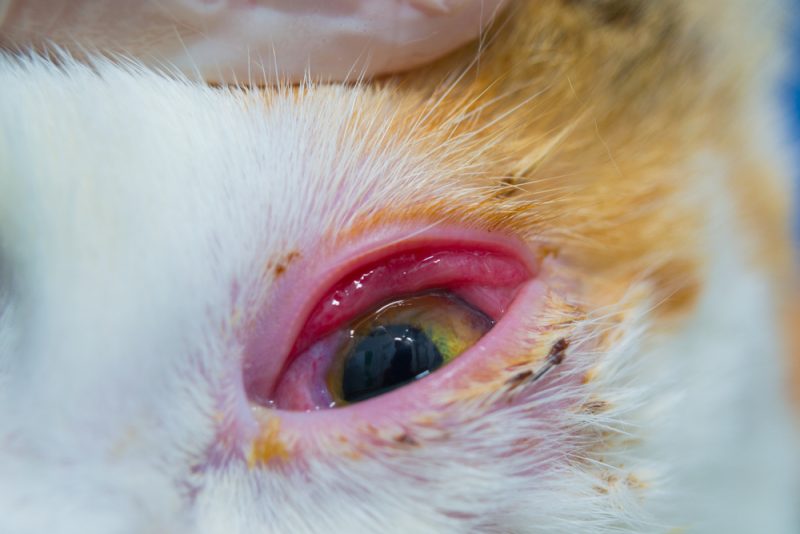 Feline Infectious Conjunctivitis - Envision More Veterinary Ophthalmology