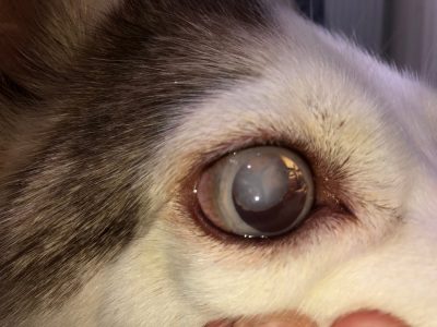 Lens on the Loose: Lens Luxation in Pets - Envision More Veterinary ...