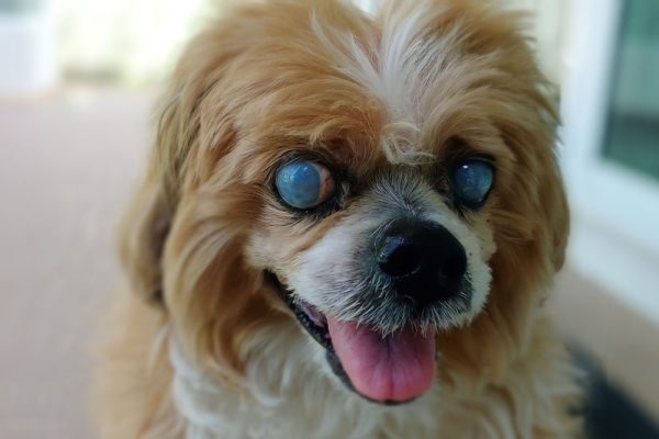 Cloudy Vision: A Complete Guide to Pet Cataracts and Surgical Solutions ...