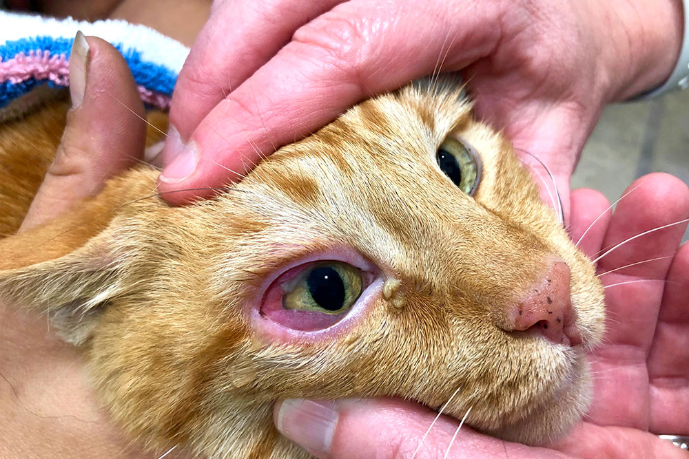 Entropion/Ectropion: Surgical Correction and Outcomes - Envision More ...